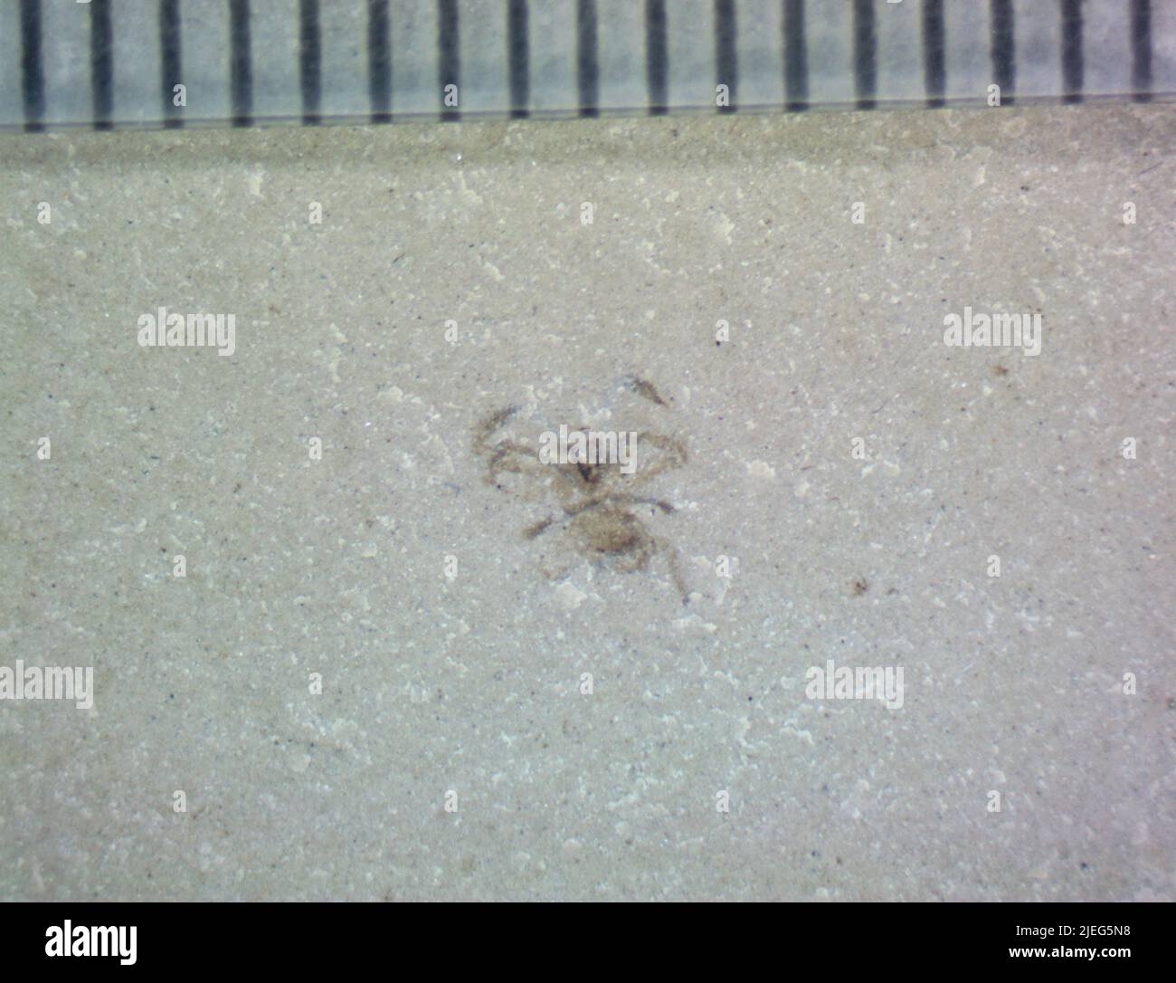 Undet araneae animalia hi-res stock photography and images - Alamy