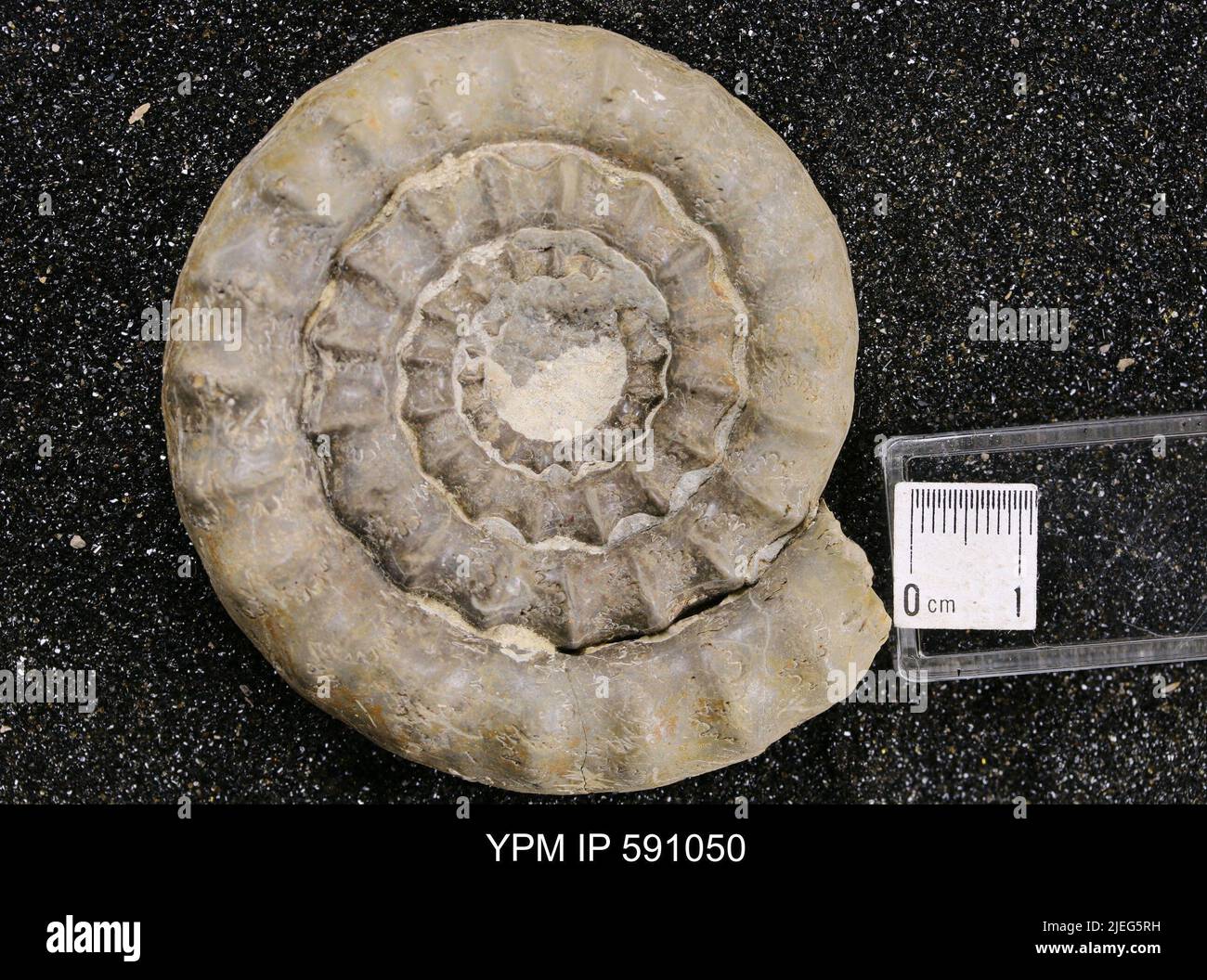 Echioceras hi-res stock photography and images - Alamy