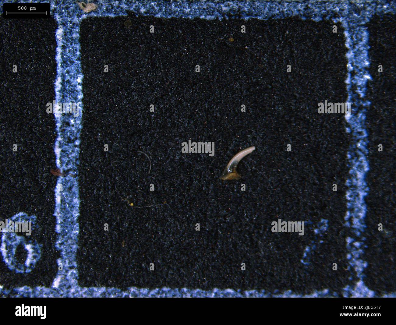 Suberectus hi-res stock photography and images - Alamy