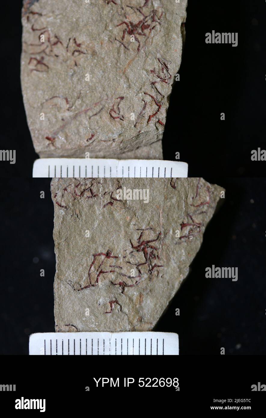 Genus cornuta hi-res stock photography and images - Alamy