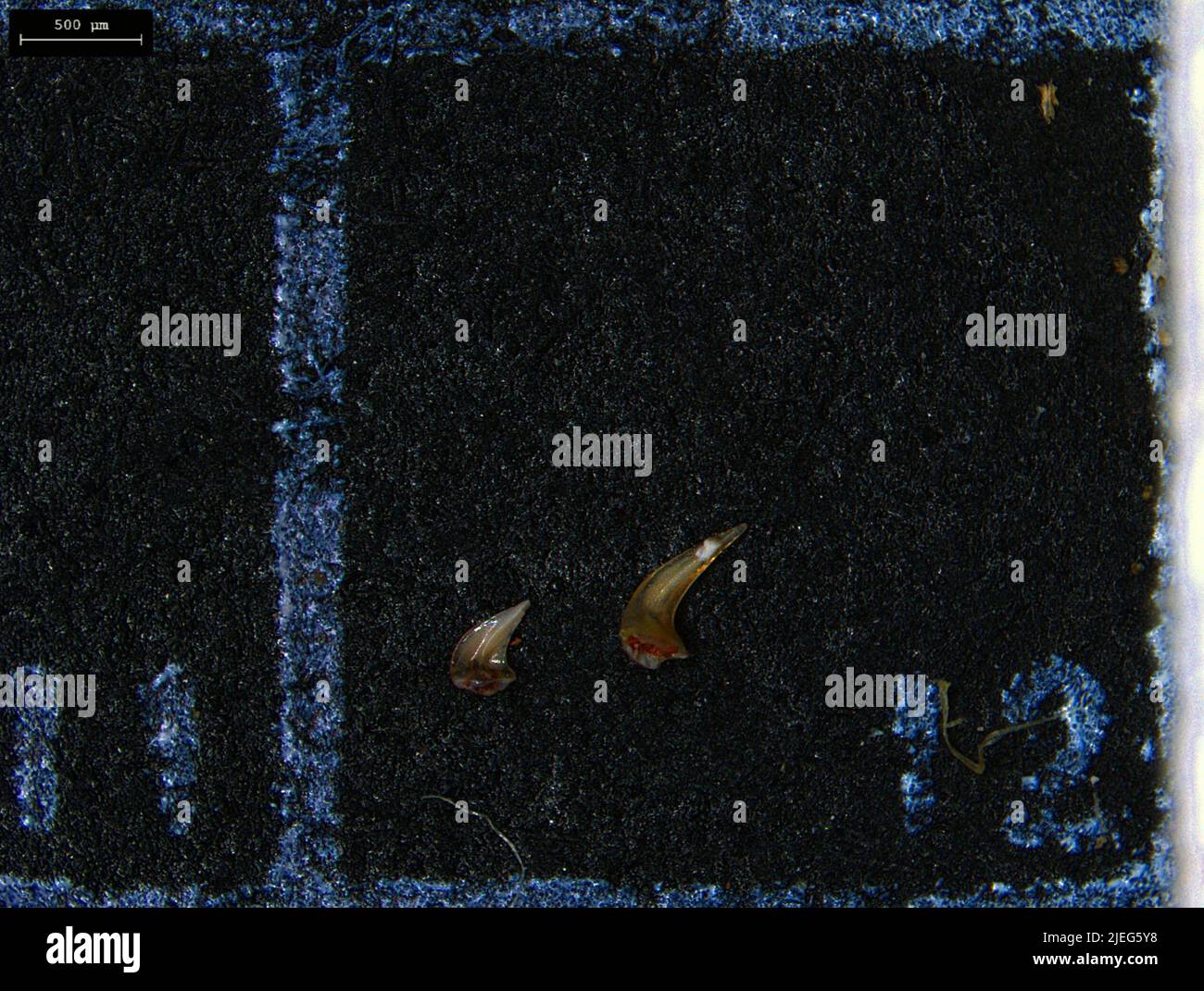 Conodonta conodonts hi-res stock photography and images - Alamy