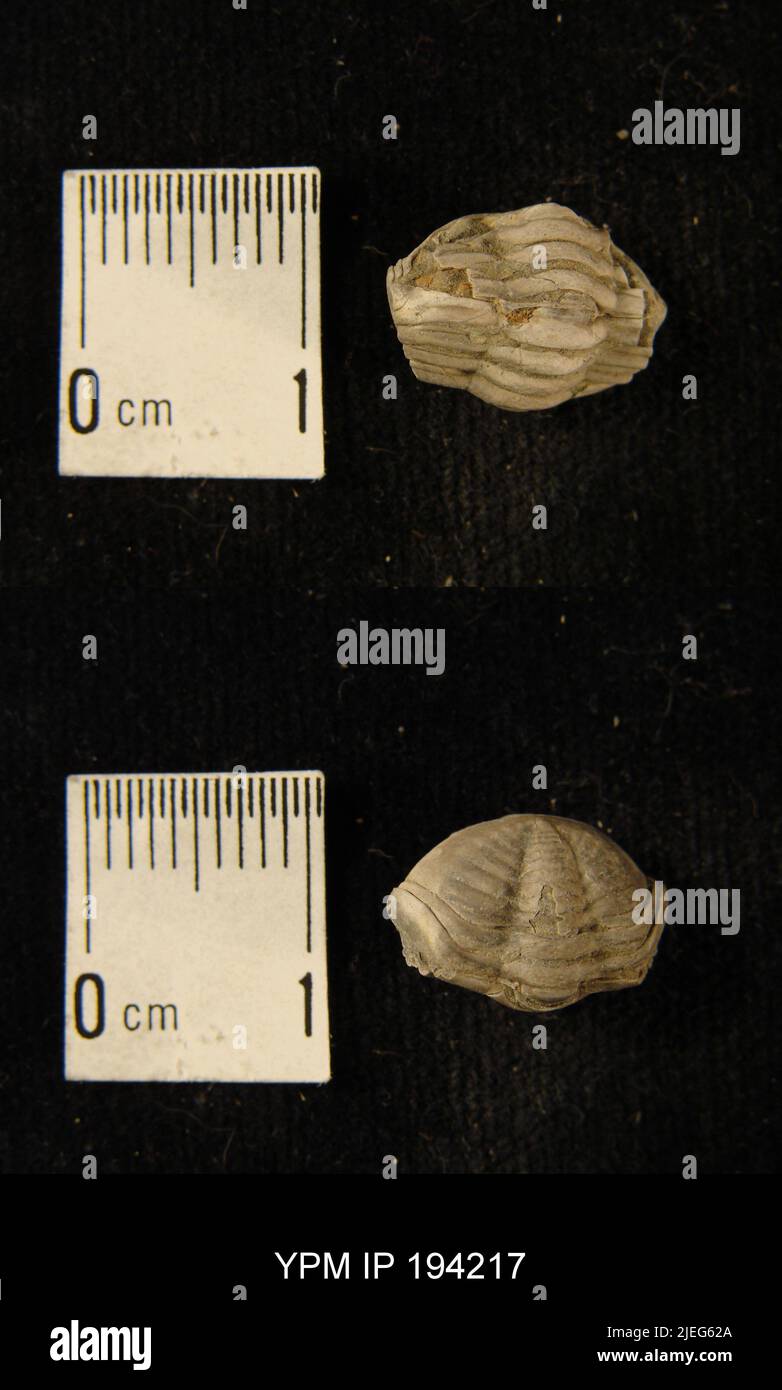 Phacops rana hi-res stock photography and images - Alamy