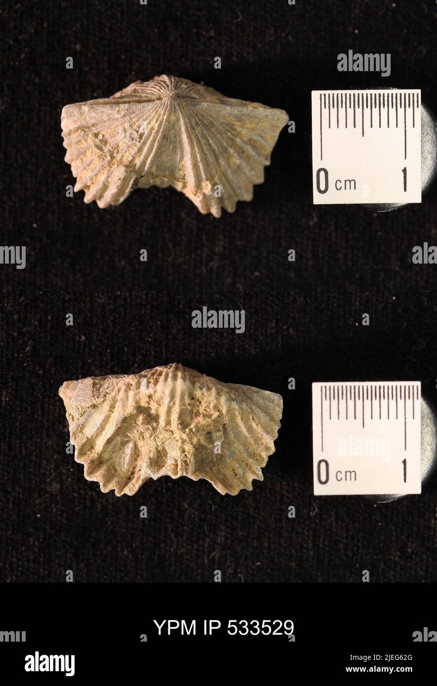 Platystrophia sp animalia hi-res stock photography and images - Alamy