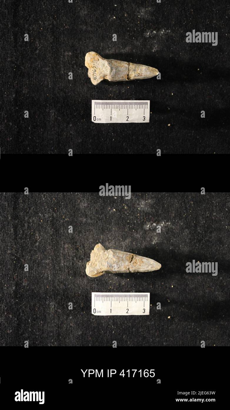 Conularia crustula White, 1880 Stock Photo - Alamy