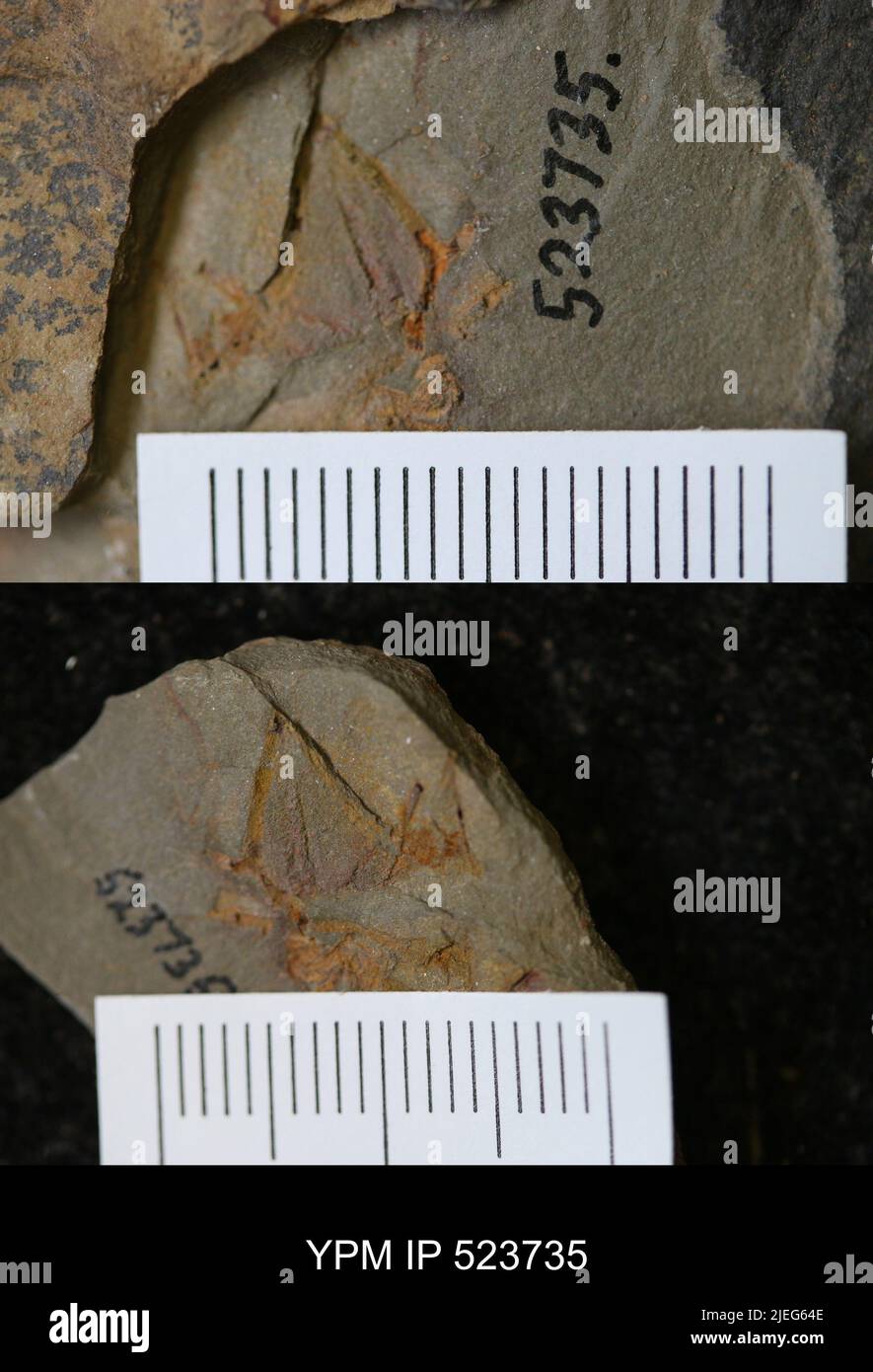 Cothurnocystis sp animalia hi-res stock photography and images - Alamy