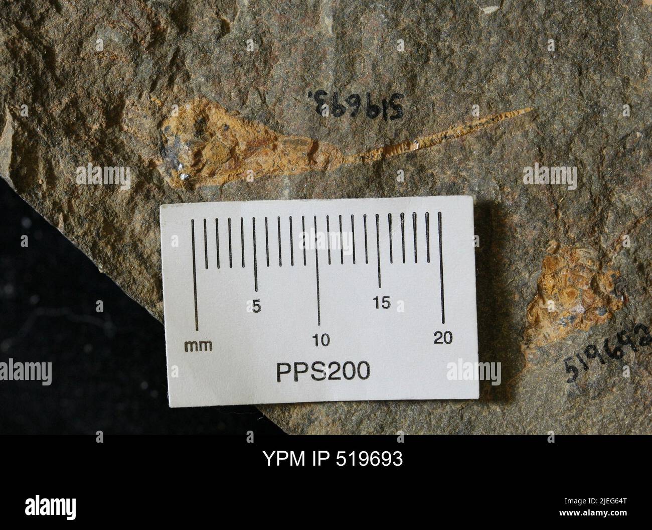 Eocrinoid hi-res stock photography and images - Alamy