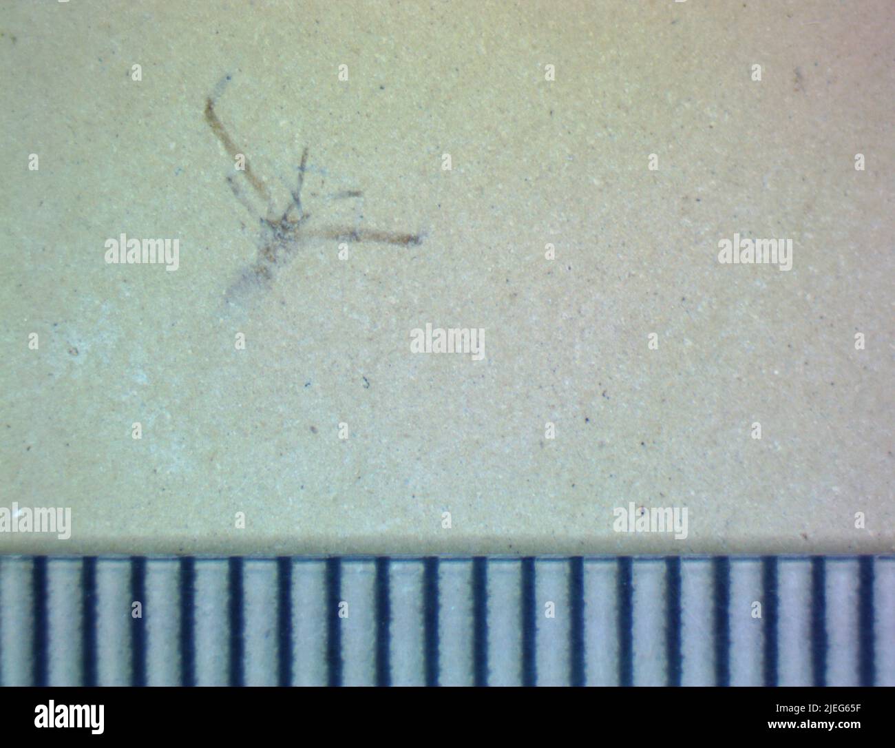 Classification of spiders hi-res stock photography and images - Alamy