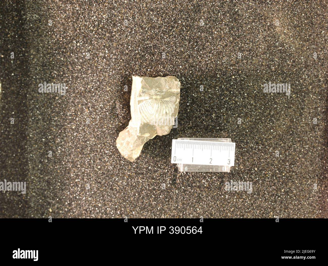 Goniomya hi-res stock photography and images - Alamy