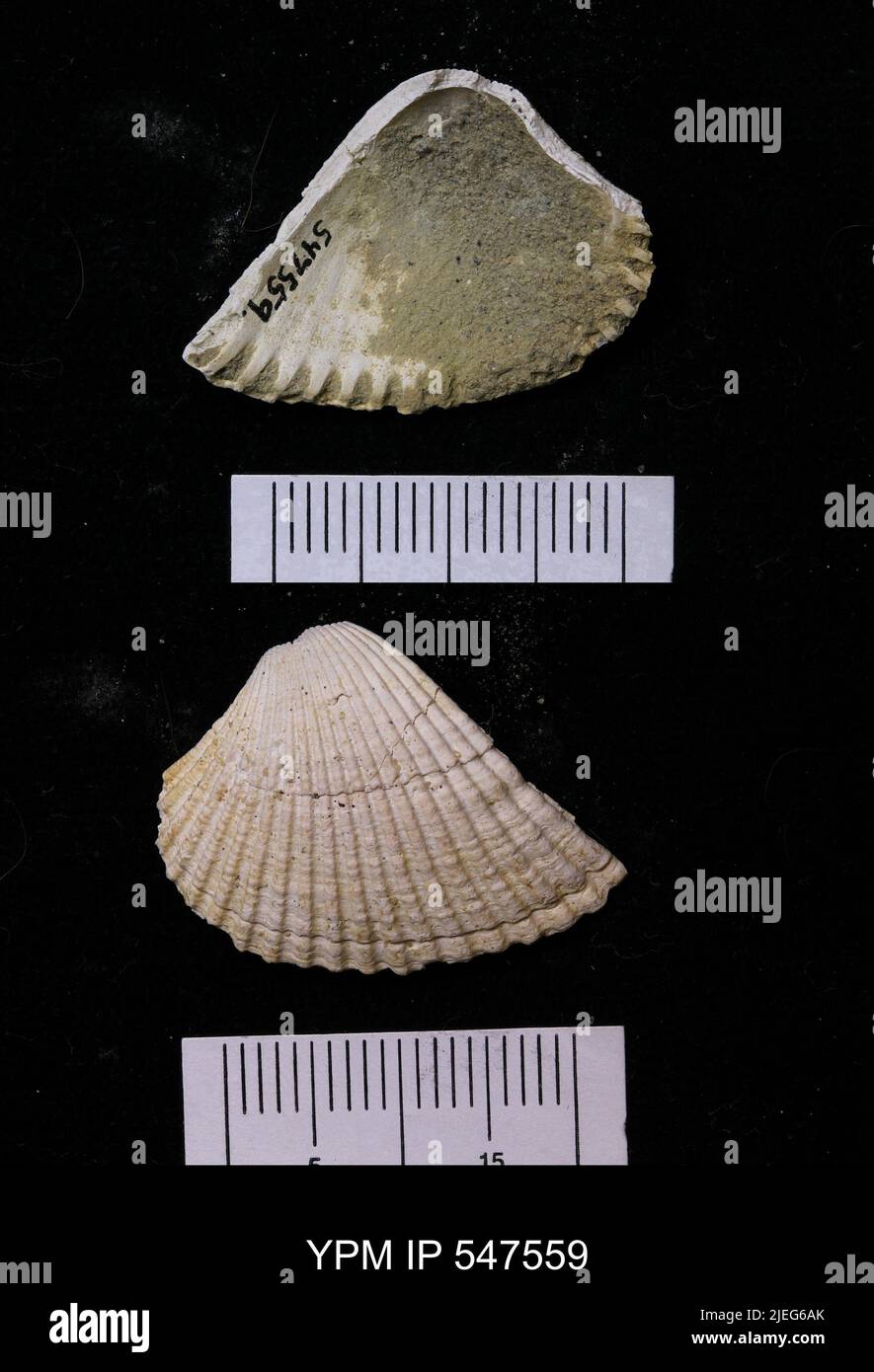 Scapharca transversa animalia hi-res stock photography and images - Alamy