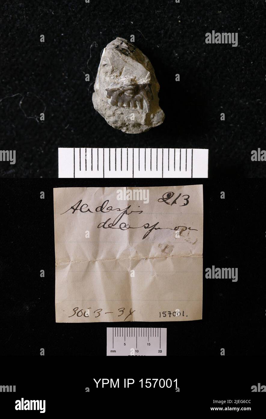 Acidaspis hi-res stock photography and images - Alamy