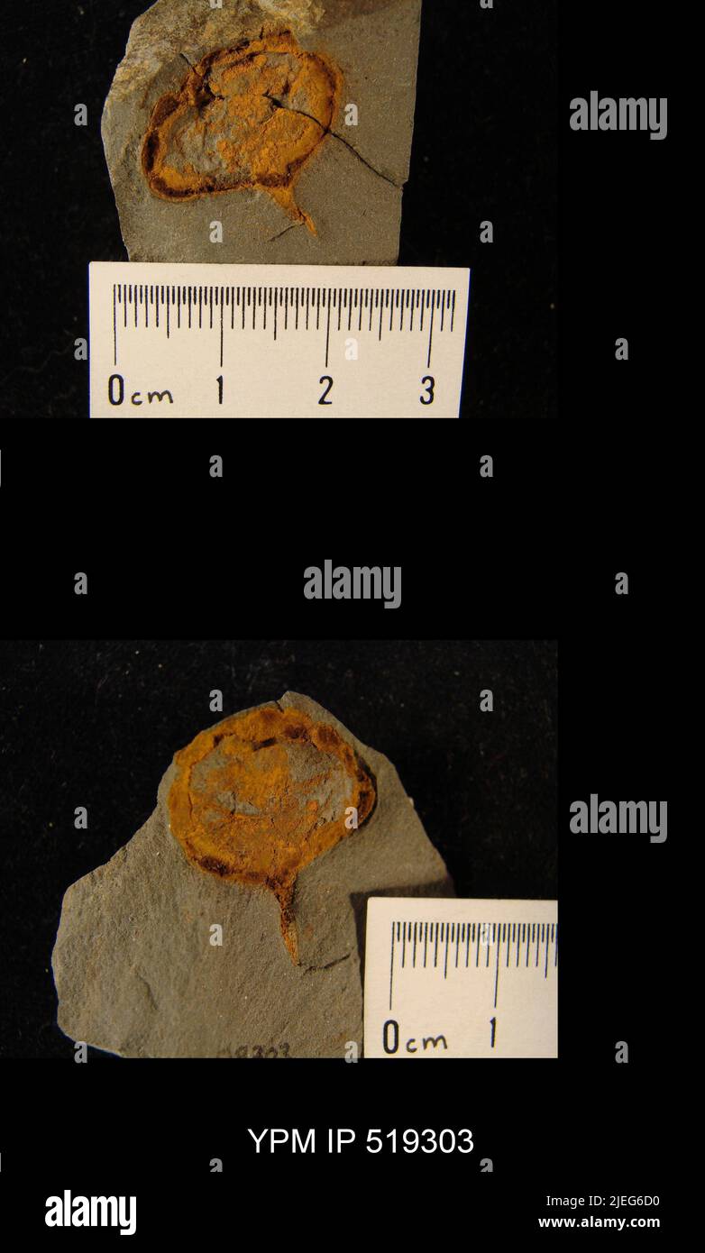 Trochocystites bohemicus barrande animalia hi-res stock photography and ...