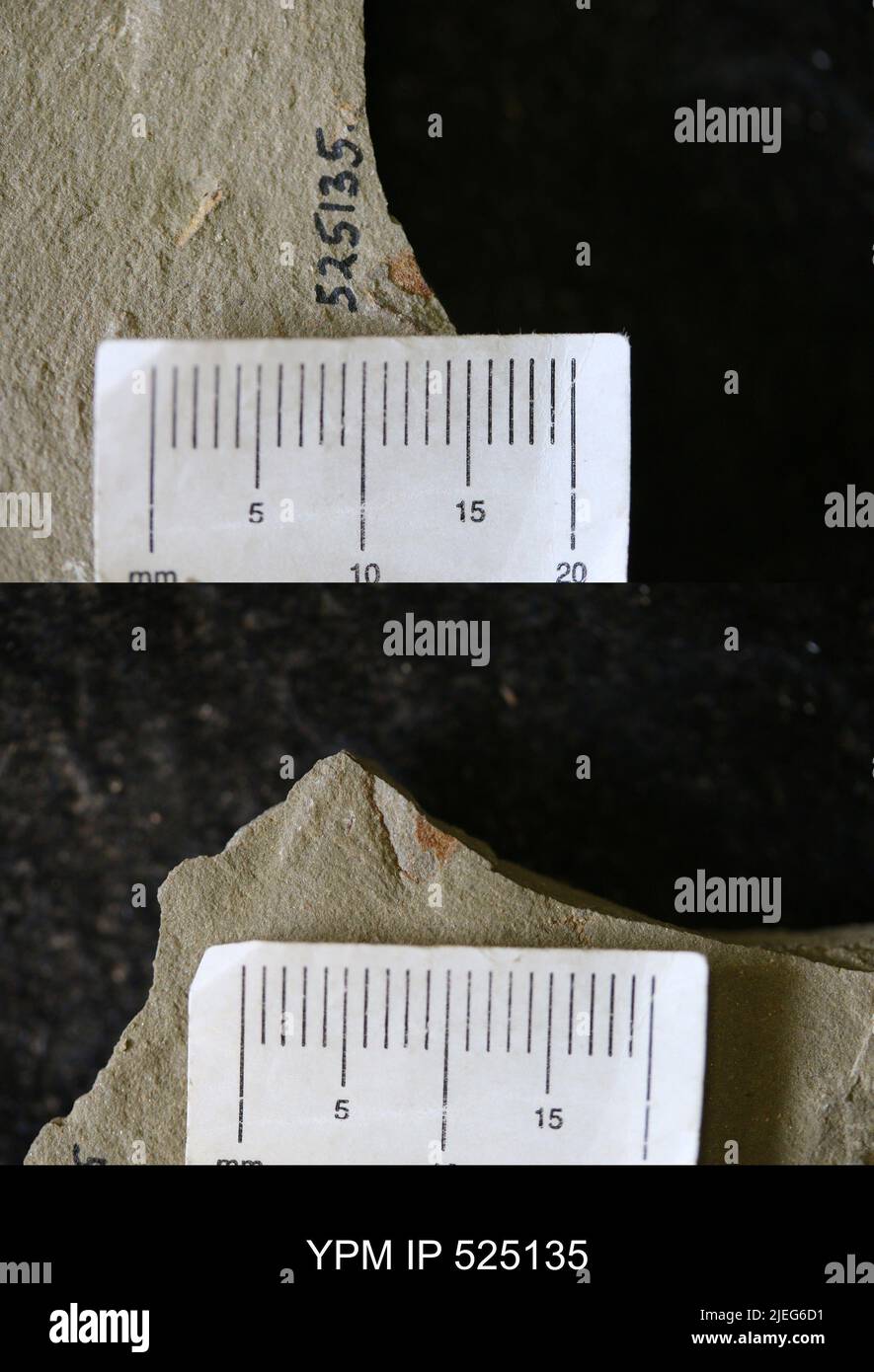 1864 animalia hi-res stock photography and images - Alamy