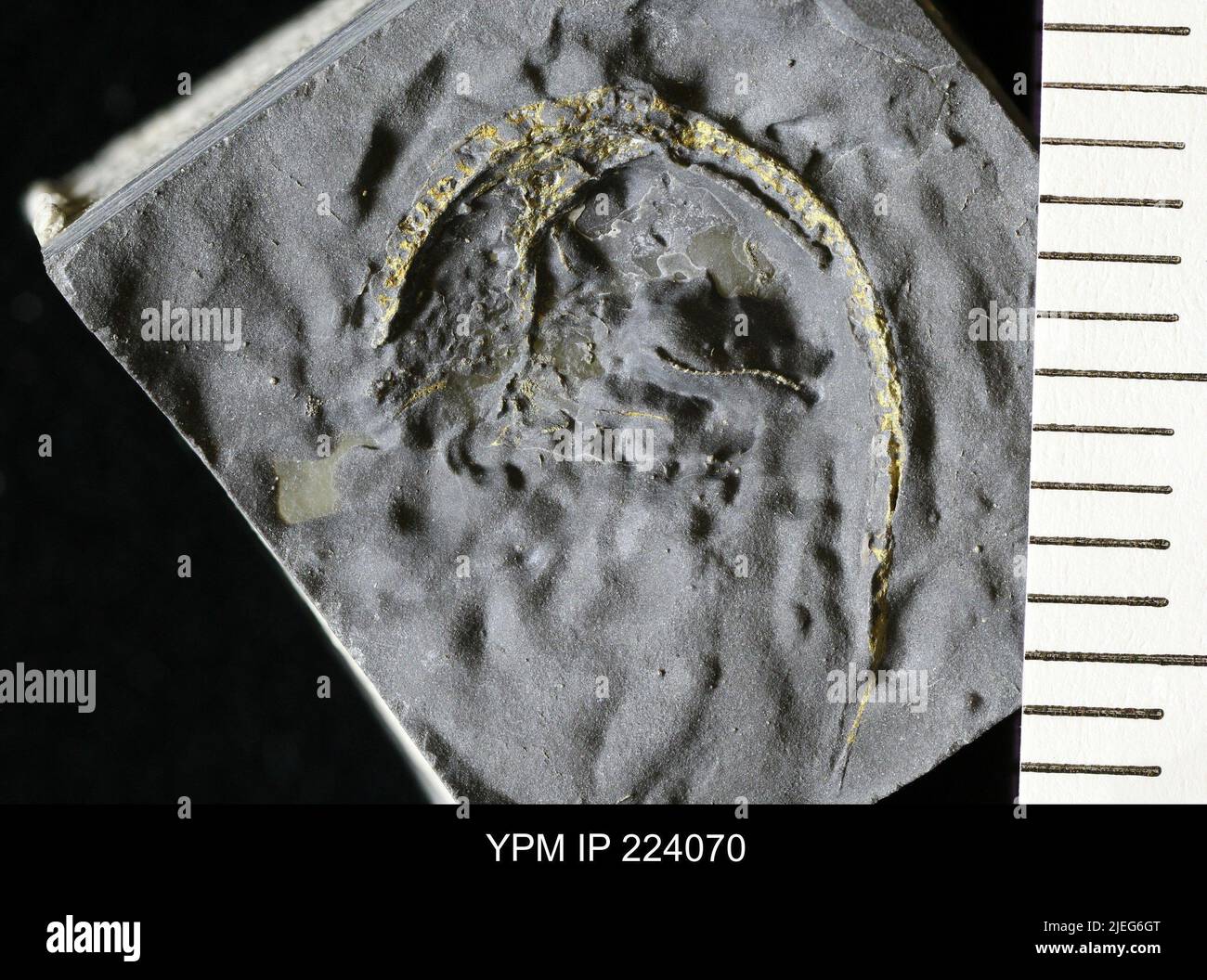 1878 animalia hi-res stock photography and images - Alamy