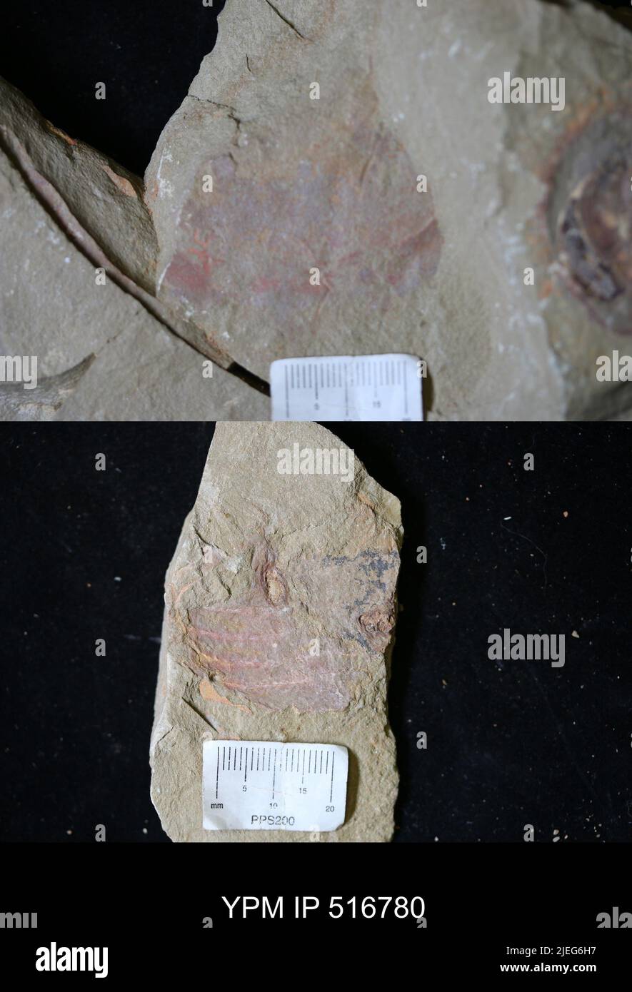 Dinocarida hi-res stock photography and images - Alamy