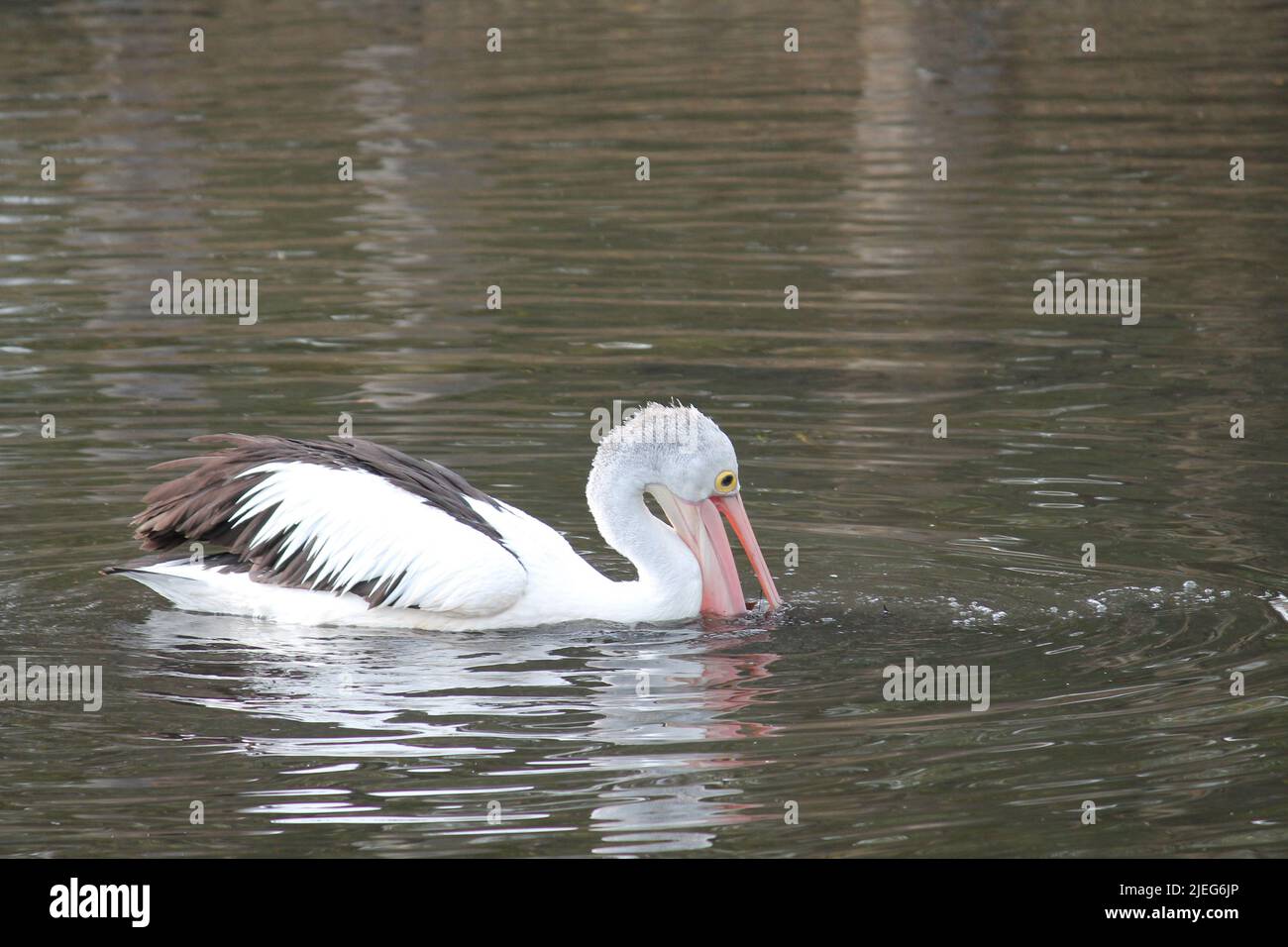 Sideview of pelican hi-res stock photography and images - Alamy
