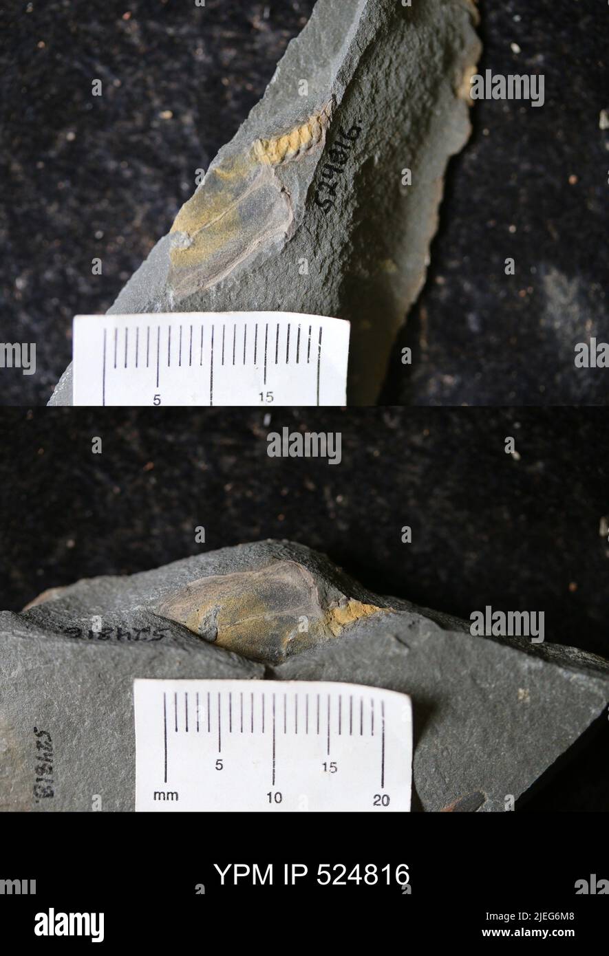 Cothurnocystis hi-res stock photography and images - Alamy