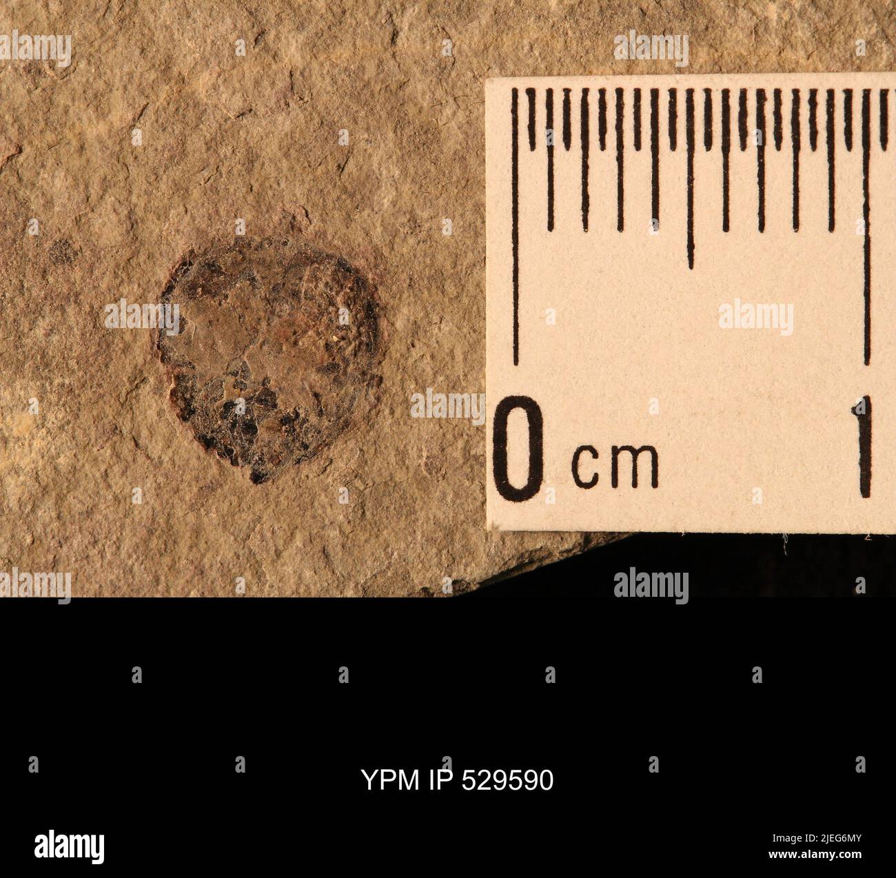 Lingulida hi-res stock photography and images - Alamy