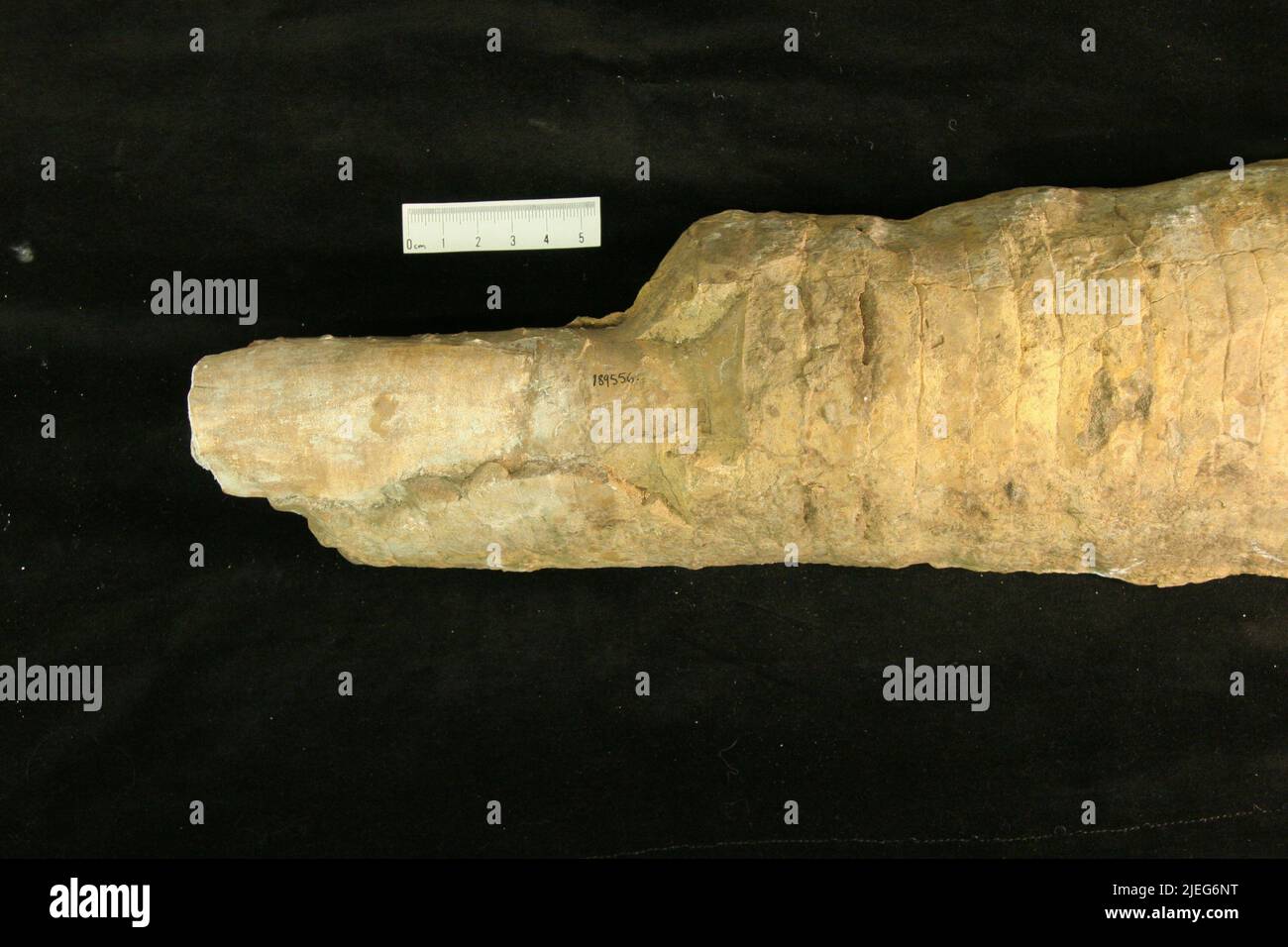 Endoceratoidea hi-res stock photography and images - Alamy