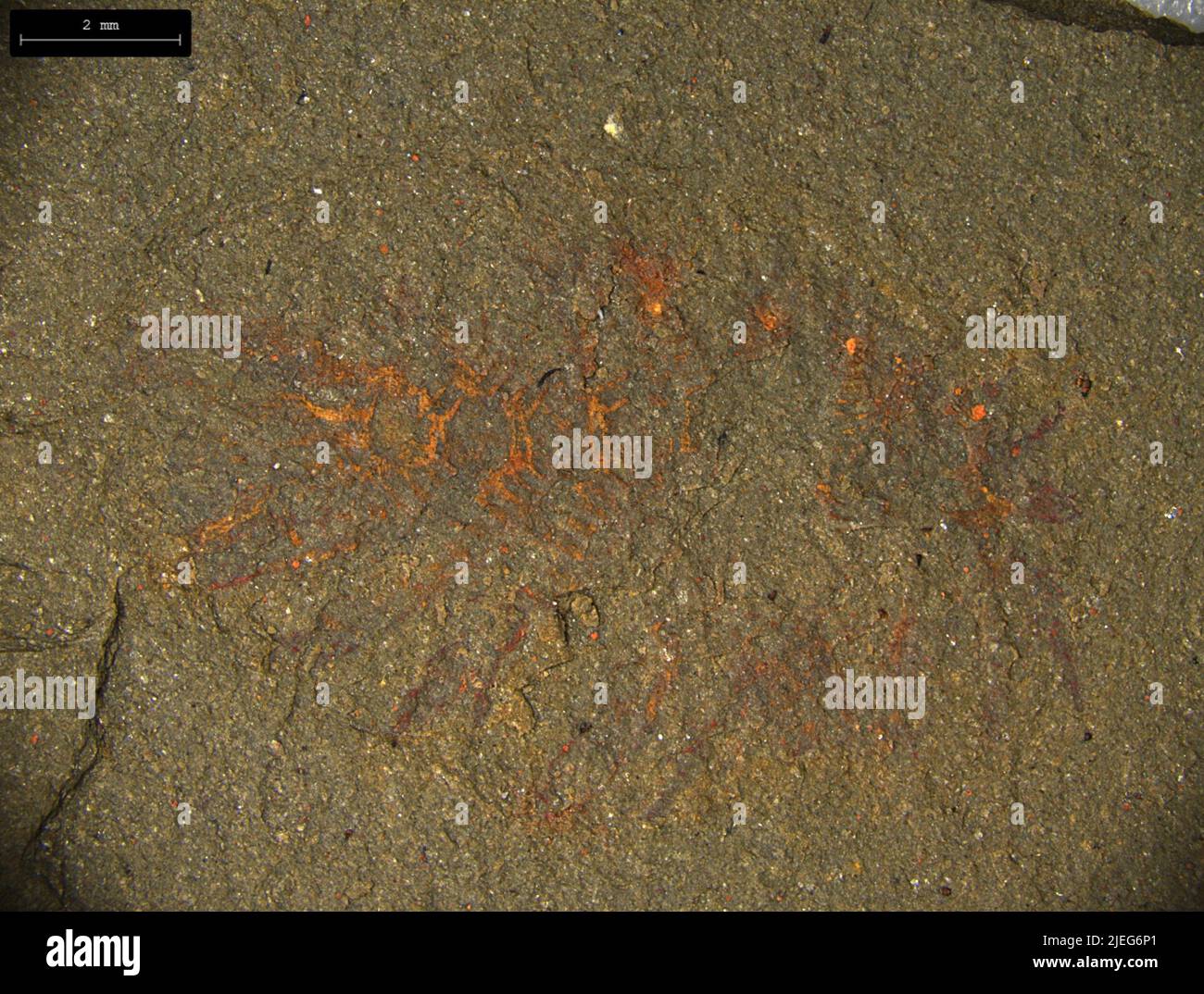 Lobopodia lobopods hi-res stock photography and images - Alamy