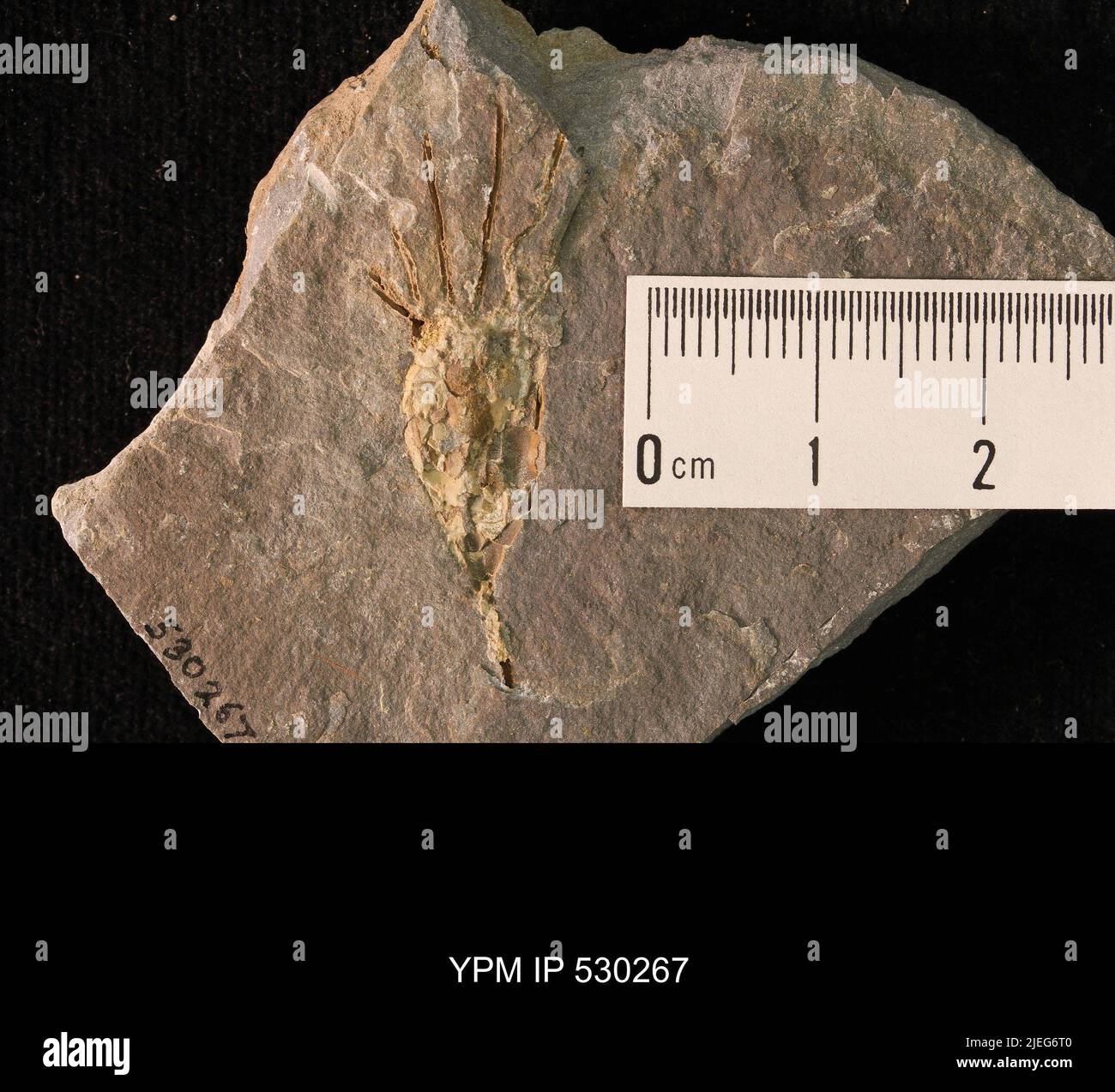 Gogia sp animalia hi-res stock photography and images - Alamy