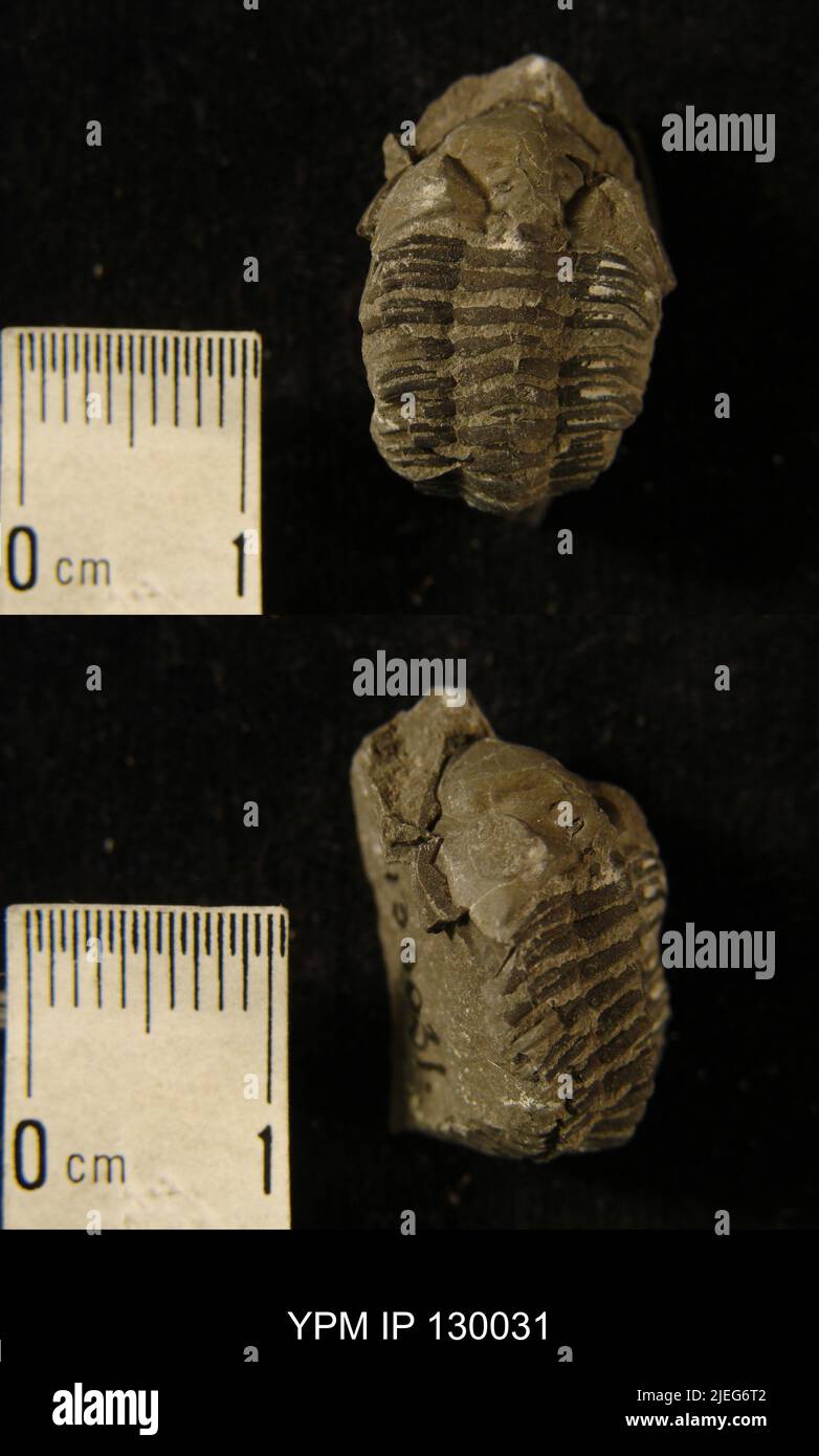 Greenops hi-res stock photography and images - Alamy