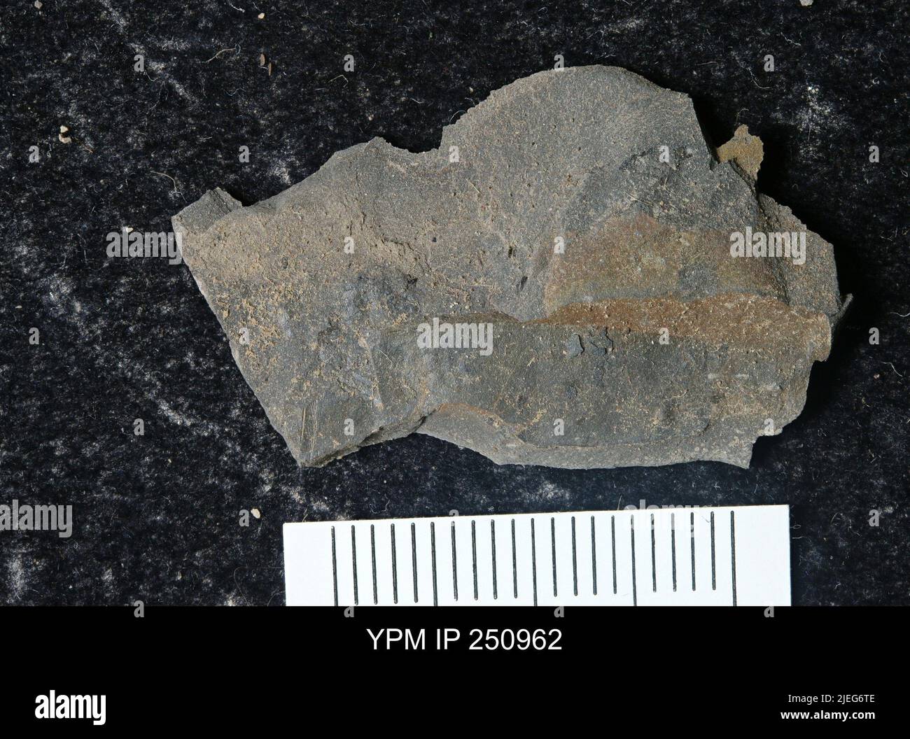 Eurypterus pittsfordensis Sarle Stock Photo - Alamy