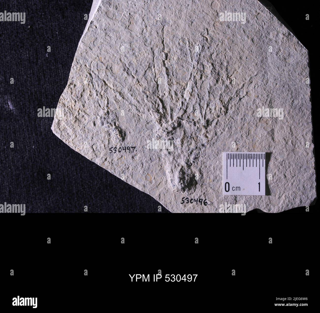 Gogia hi-res stock photography and images - Alamy