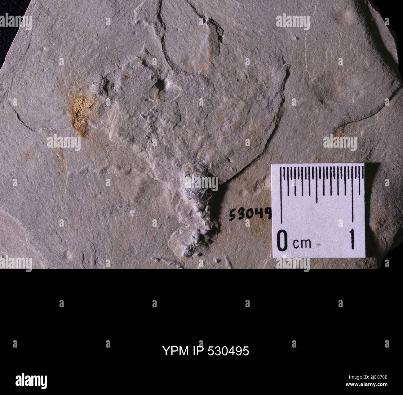 Gogia sp animalia hi-res stock photography and images - Alamy