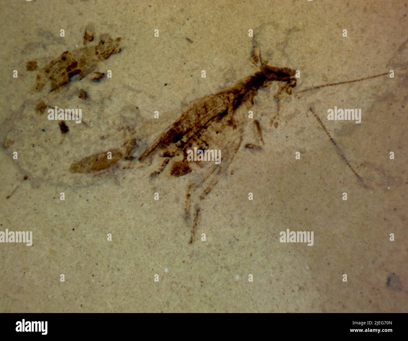 Classification of grasshopper hi-res stock photography and images - Alamy