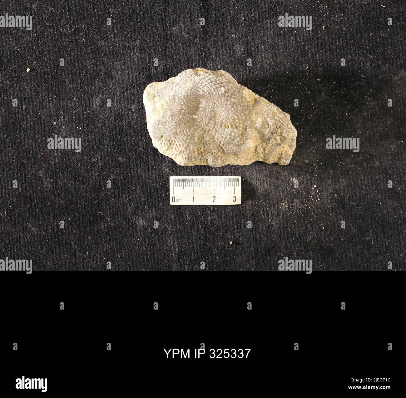 Sponge spicules hi-res stock photography and images - Alamy