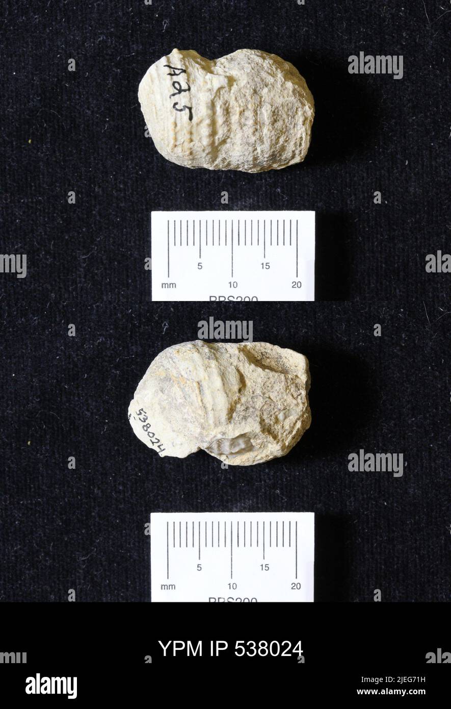 Turritella aff seriatim granulata roemer hi-res stock photography and ...