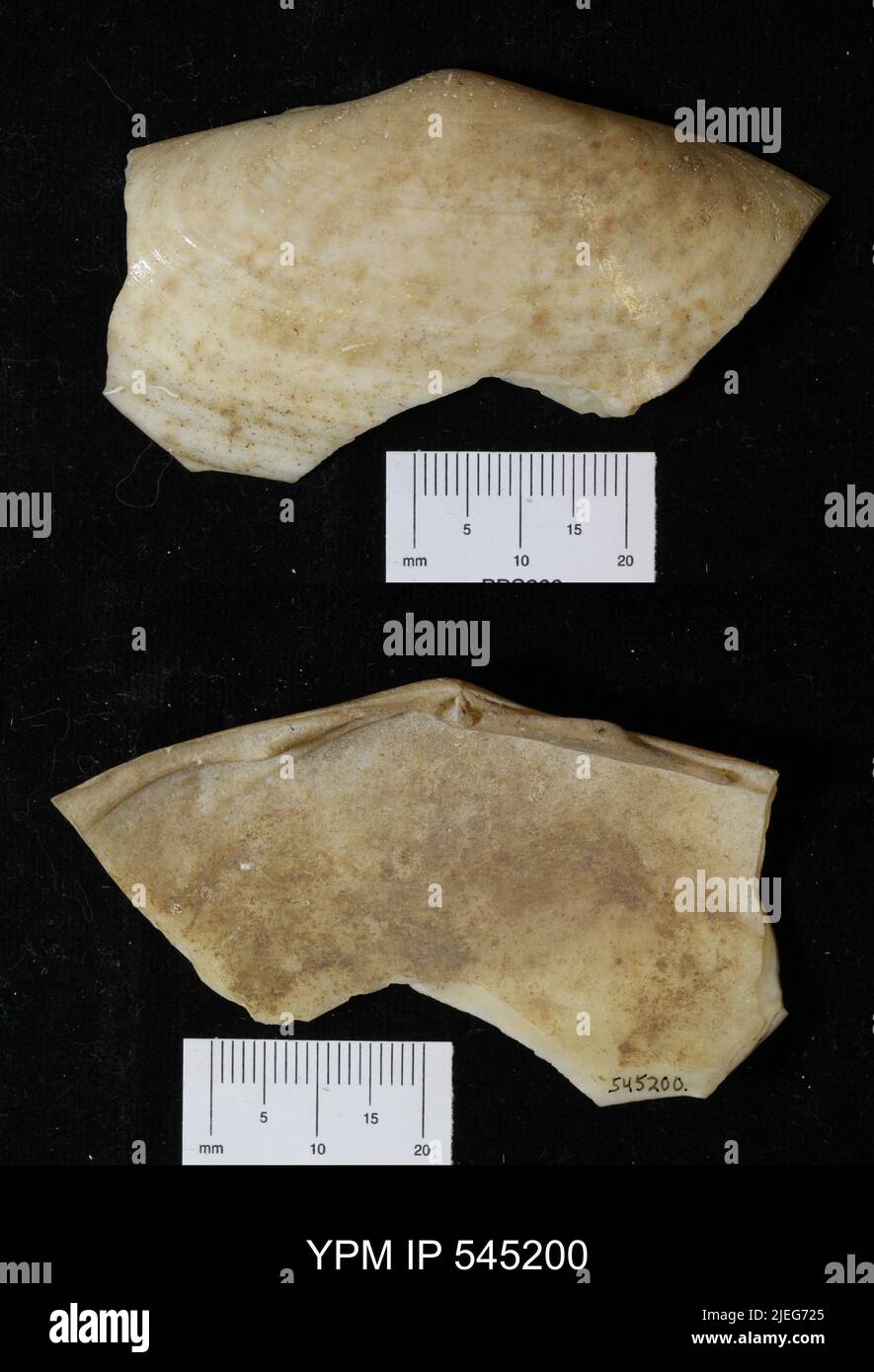 Veneroida hi-res stock photography and images - Alamy