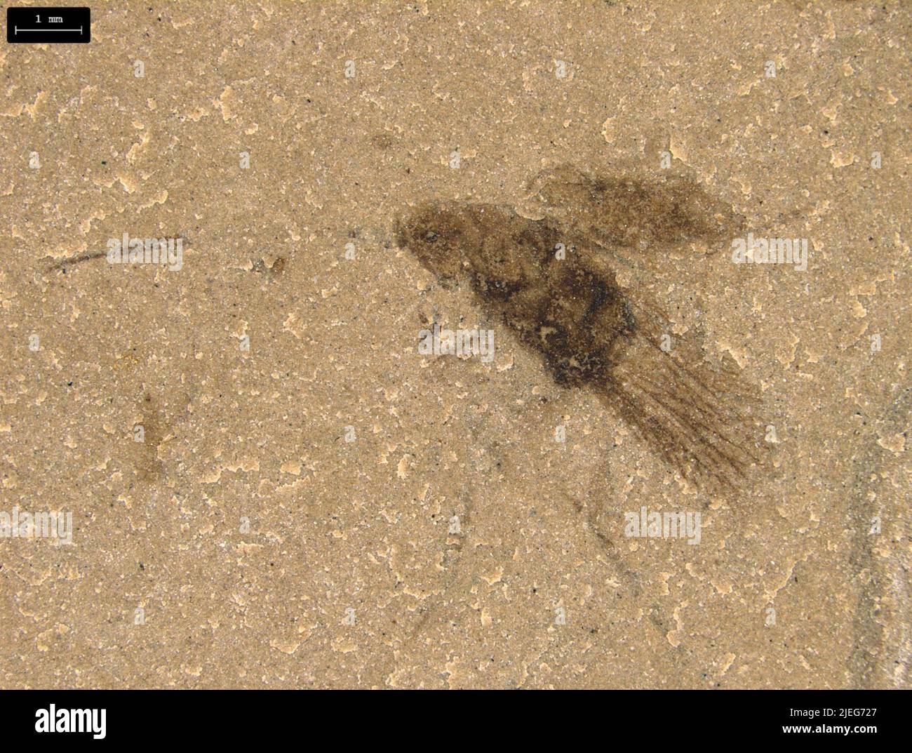 Understanding species classification hi-res stock photography and ...