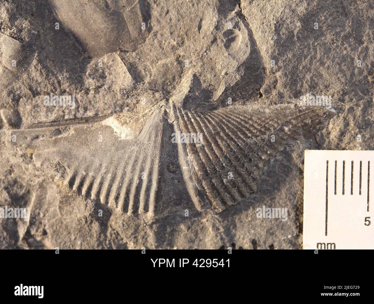 Mucrospirifer mucronatus animalia hi-res stock photography and images ...