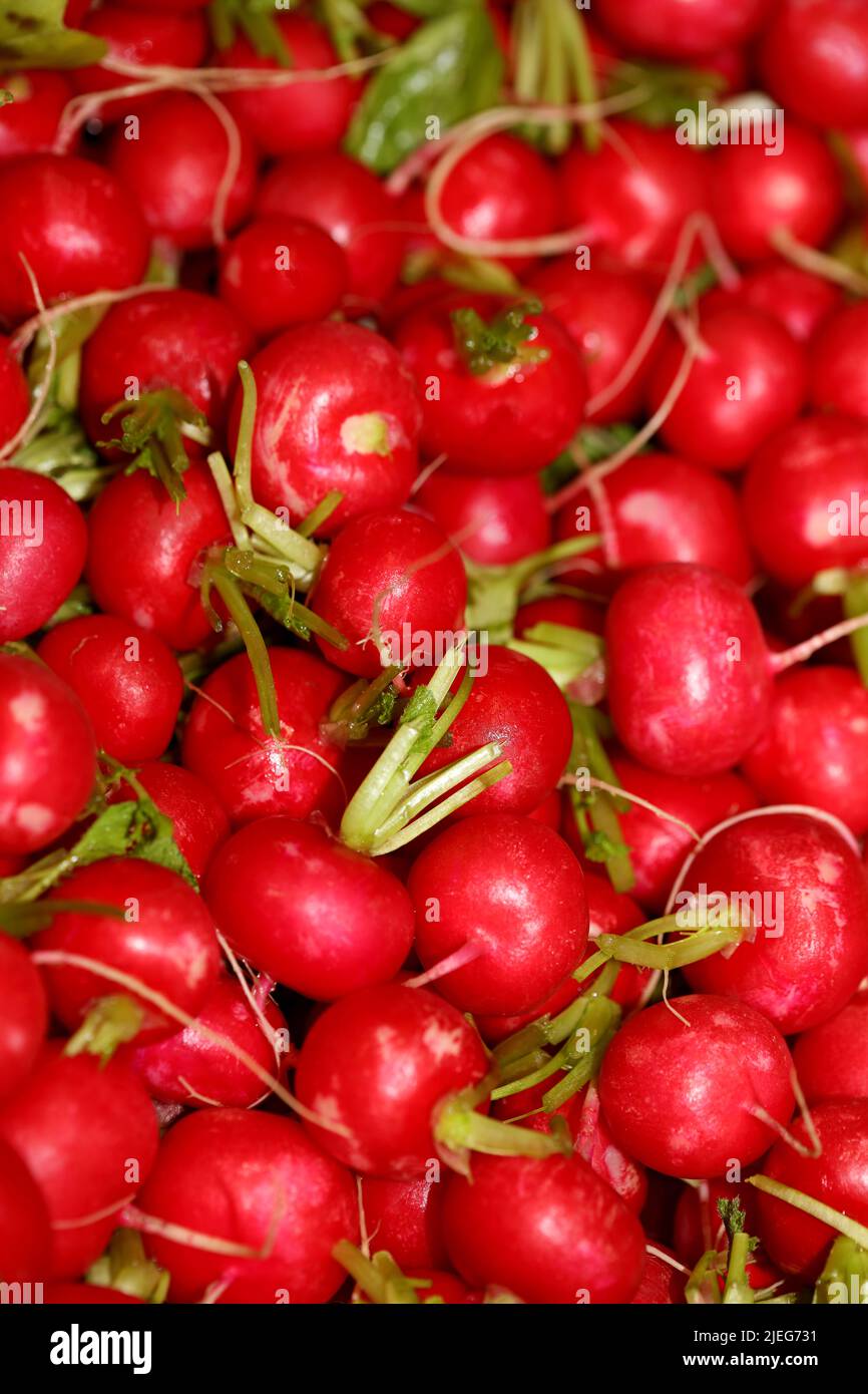 Radishes close up background modern high quality print Raphanus sativus ...