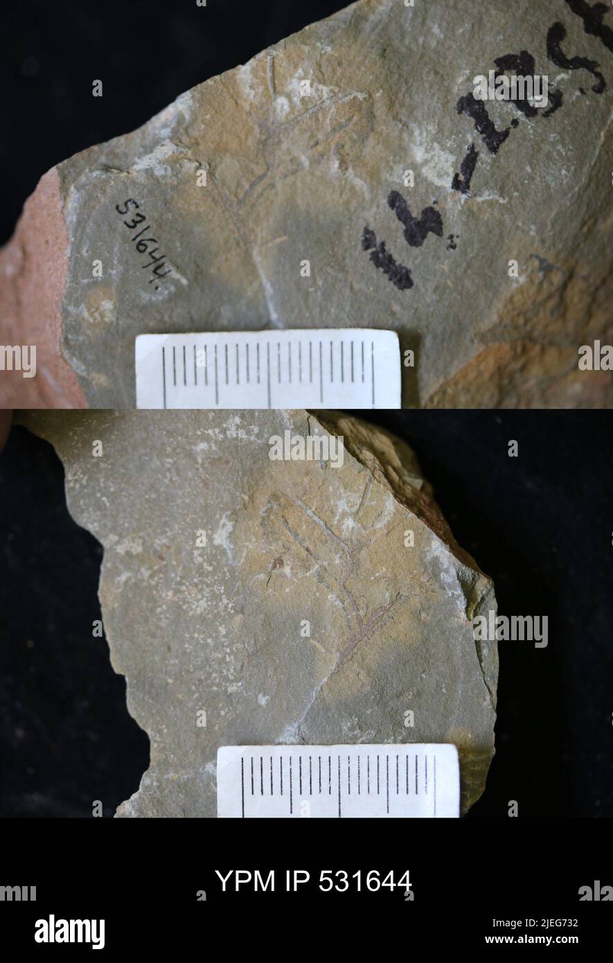 Graptolites hi-res stock photography and images - Alamy