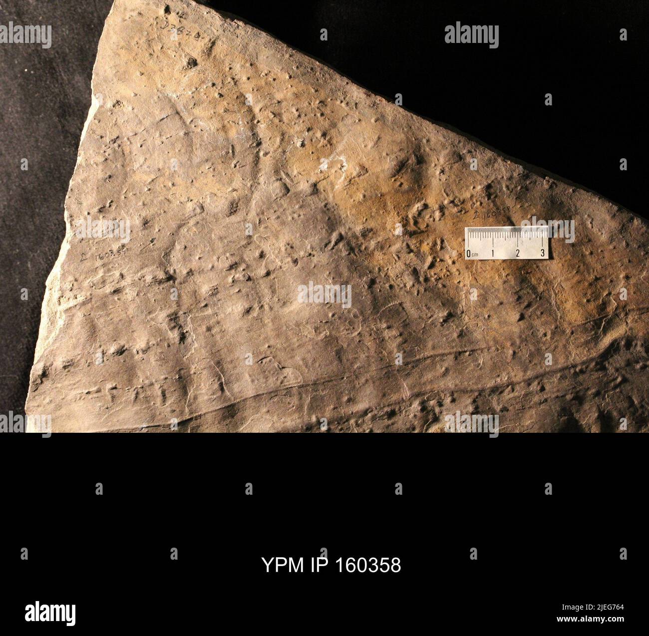 Kouphichnium isp ichnofossil hi-res stock photography and images - Alamy