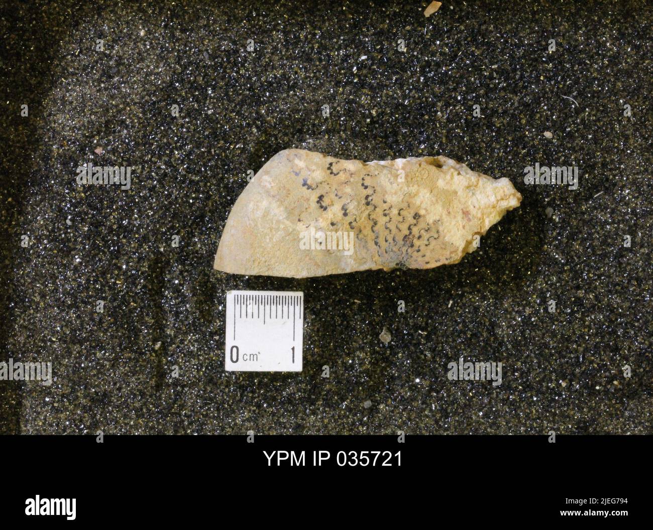 Sphenodiscus hi-res stock photography and images - Alamy