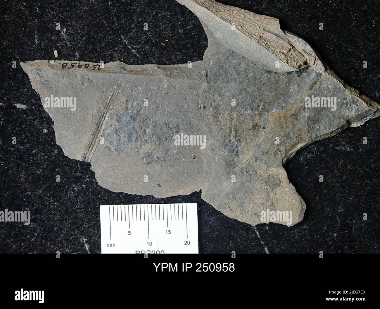 Eurypterus pittsfordensis Sarle Stock Photo - Alamy