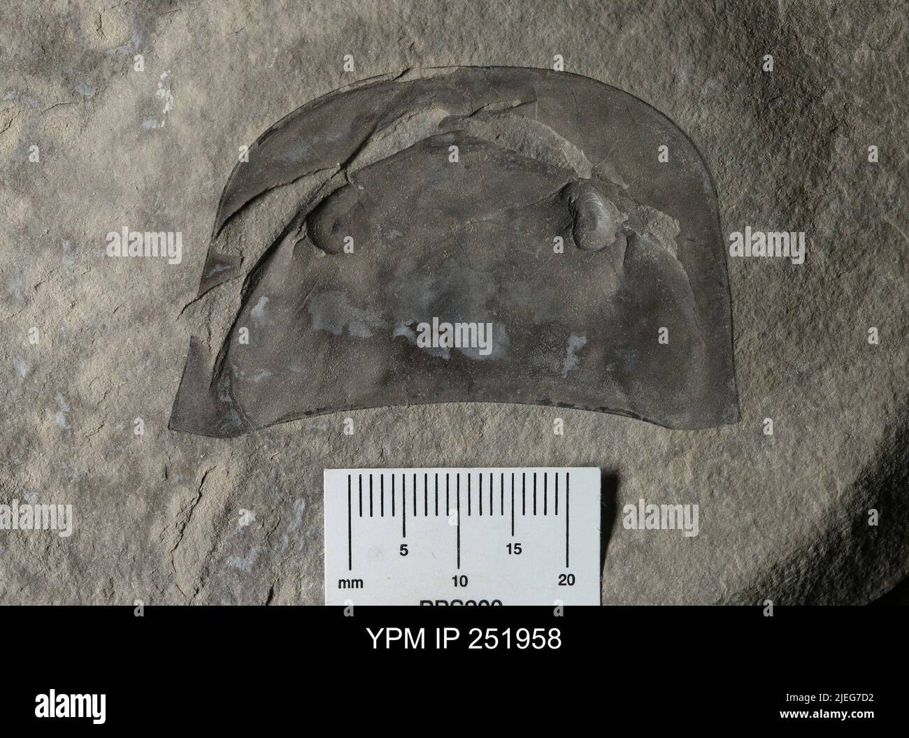 Eurypterus hi-res stock photography and images - Alamy