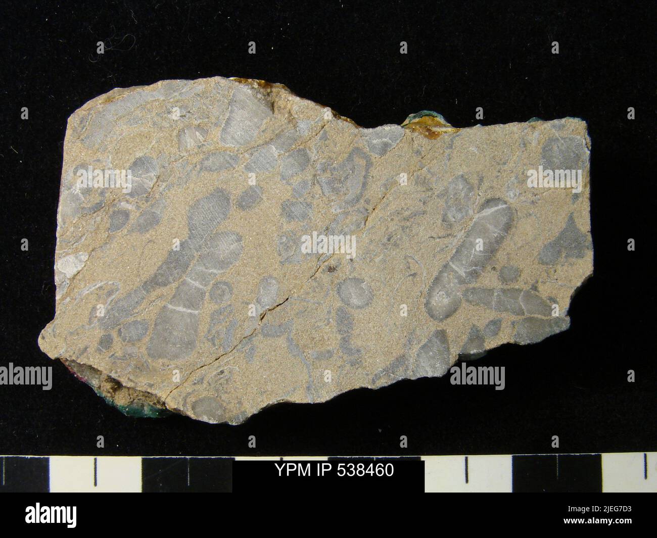 Zoids bryozoa hi-res stock photography and images - Alamy