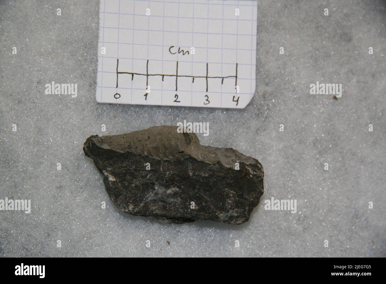 Protocycloceras hi-res stock photography and images - Alamy