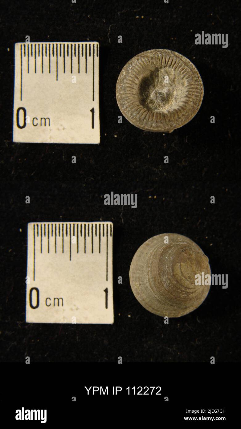 Cyathophyllum hi-res stock photography and images - Alamy