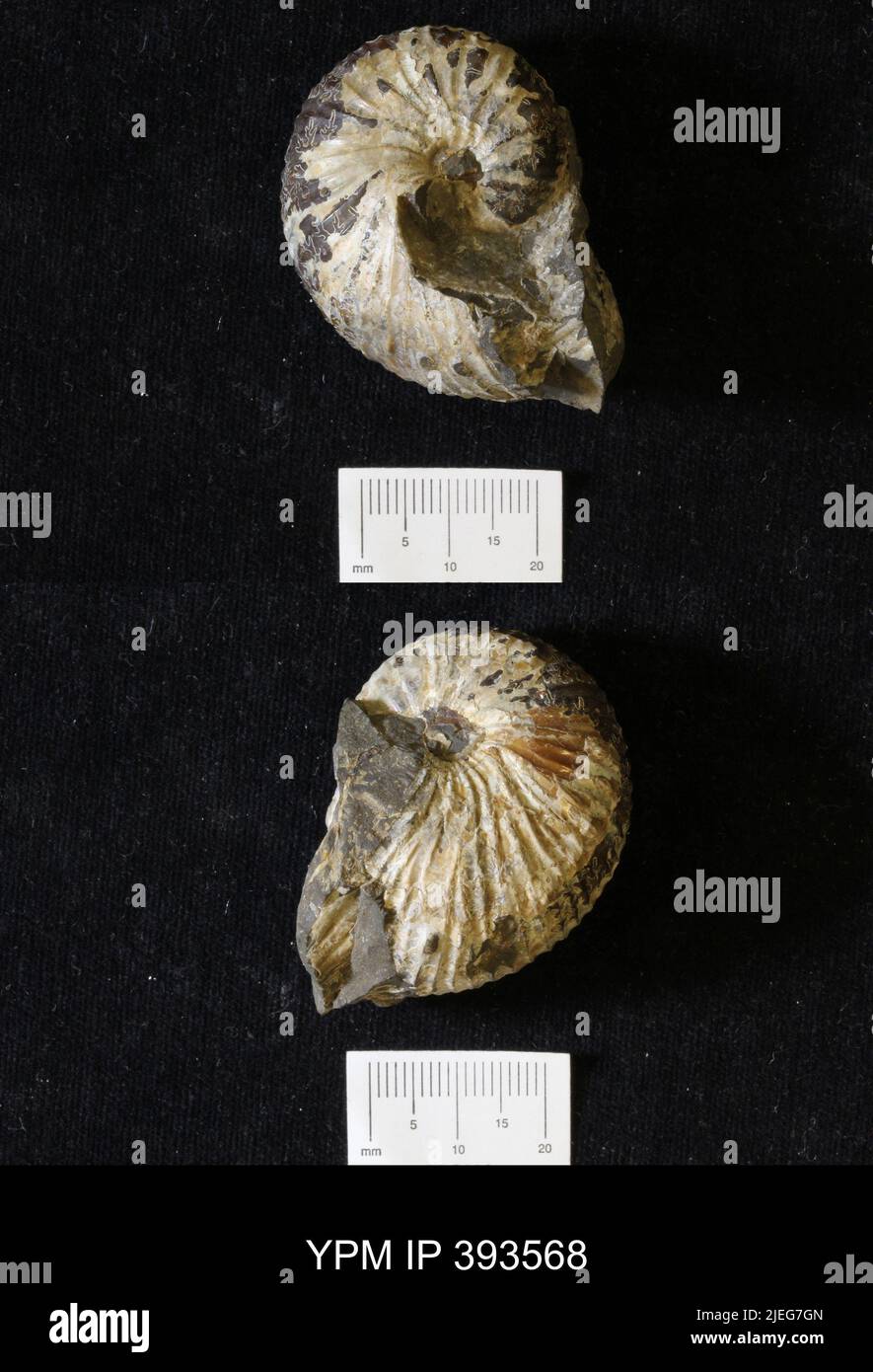 Pachydiscus complexus (Hall & Meek, 1856 Stock Photo - Alamy