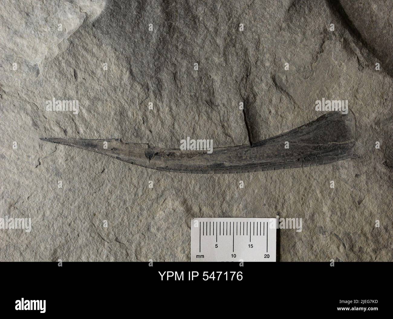 Phyllocarida hi-res stock photography and images - Alamy