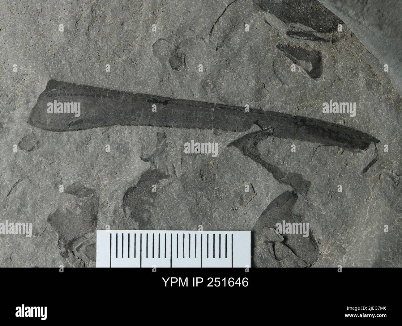 Eurypterus sp animalia hi-res stock photography and images - Alamy