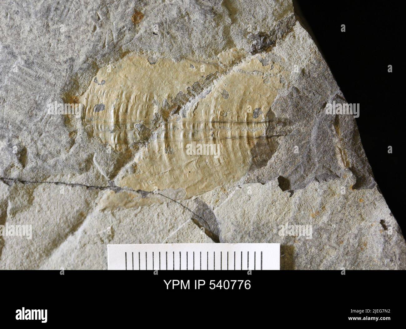 Cephalopoda squids hi-res stock photography and images - Alamy