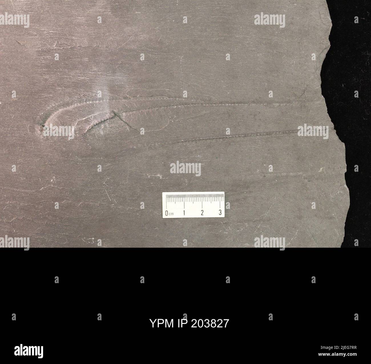 Furcaster decheni (Sturtz Stock Photo - Alamy