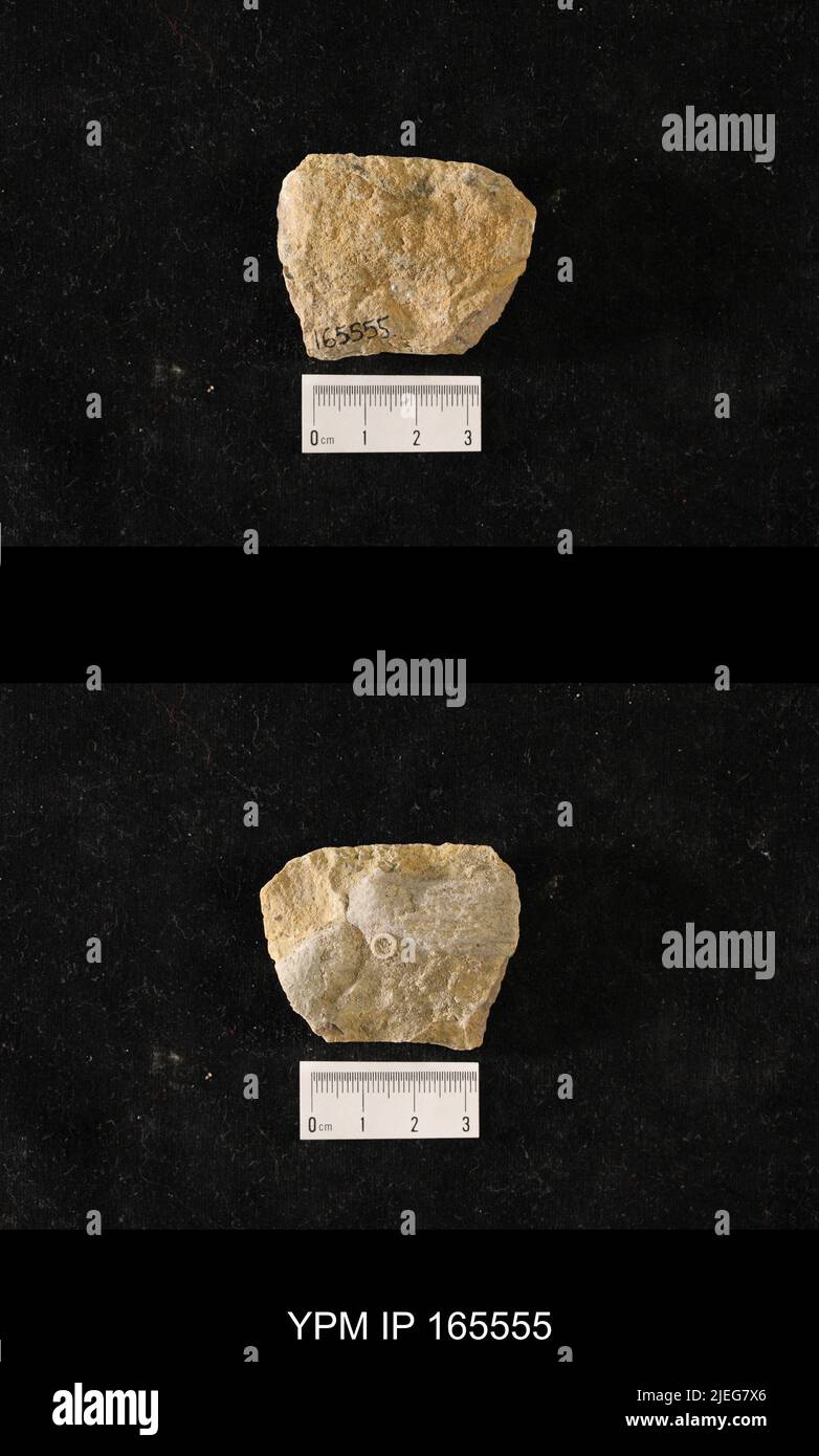 Spongia sp hi-res stock photography and images - Alamy