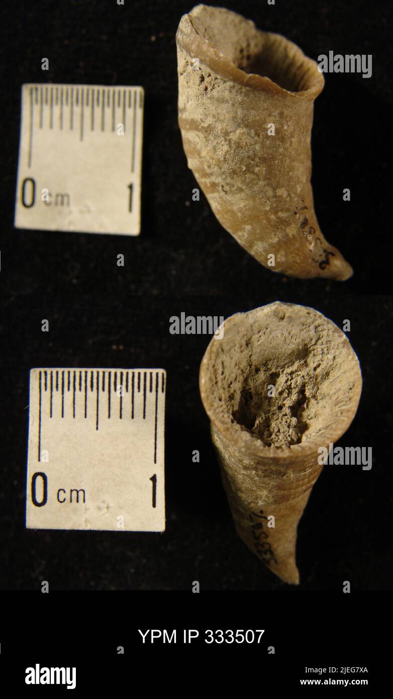 Conulus hi-res stock photography and images - Alamy